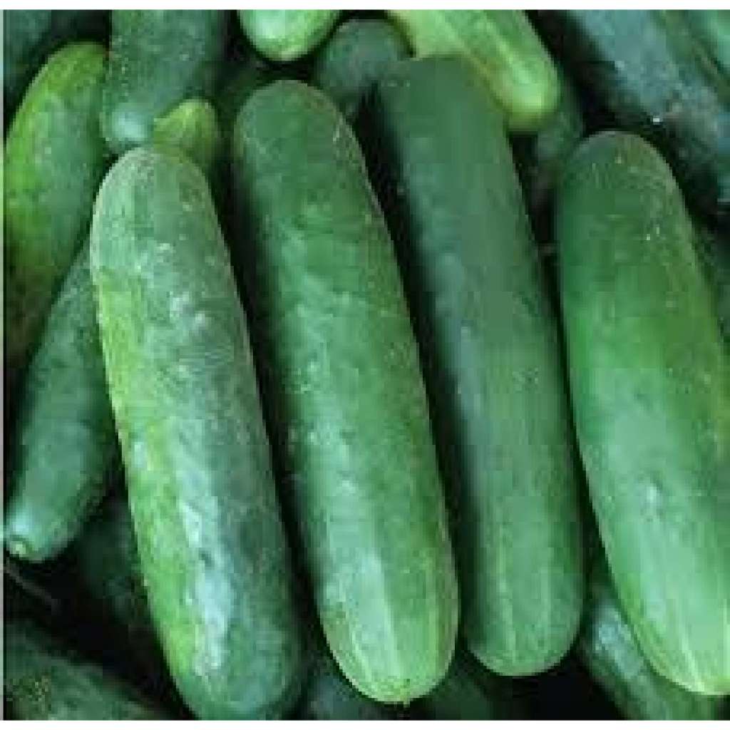 Fresh Organic Cucumber Seeds for Planting (50 Seeds) - High Yield Green ...