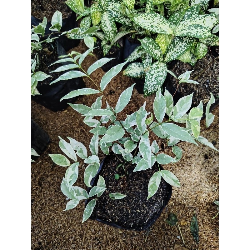 VARIEGATED GIANT SUAMEI /INDOOR PLANT (ROOTED) | Shopee Philippines
