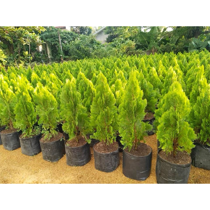 Fan Cypress Pine Tree 2ft live Plant | Shopee Philippines