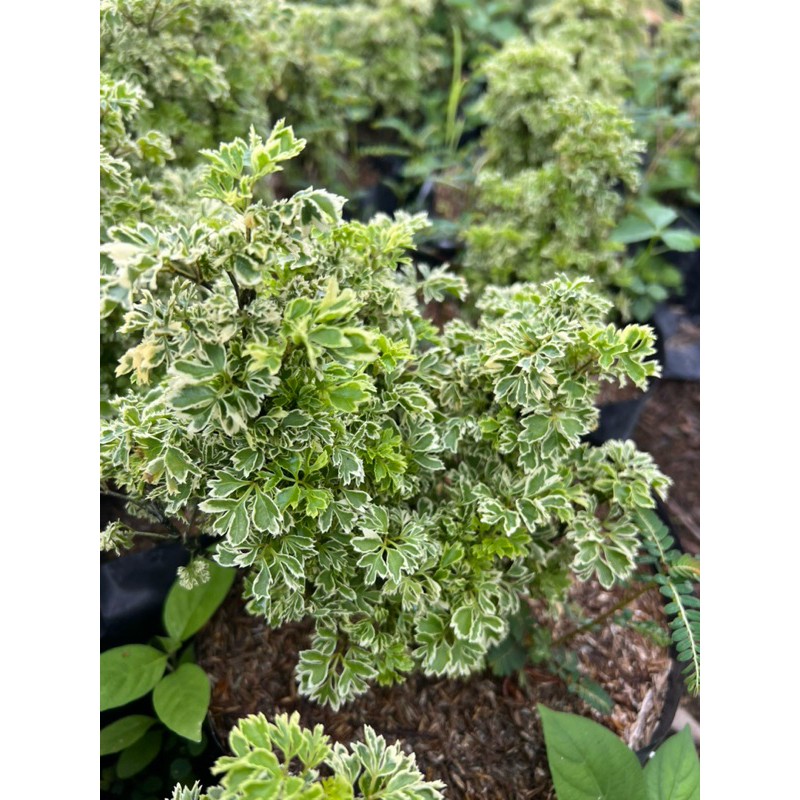 DWARF VARIEGATED PAPUA | LIVE PLANT | Shopee Philippines