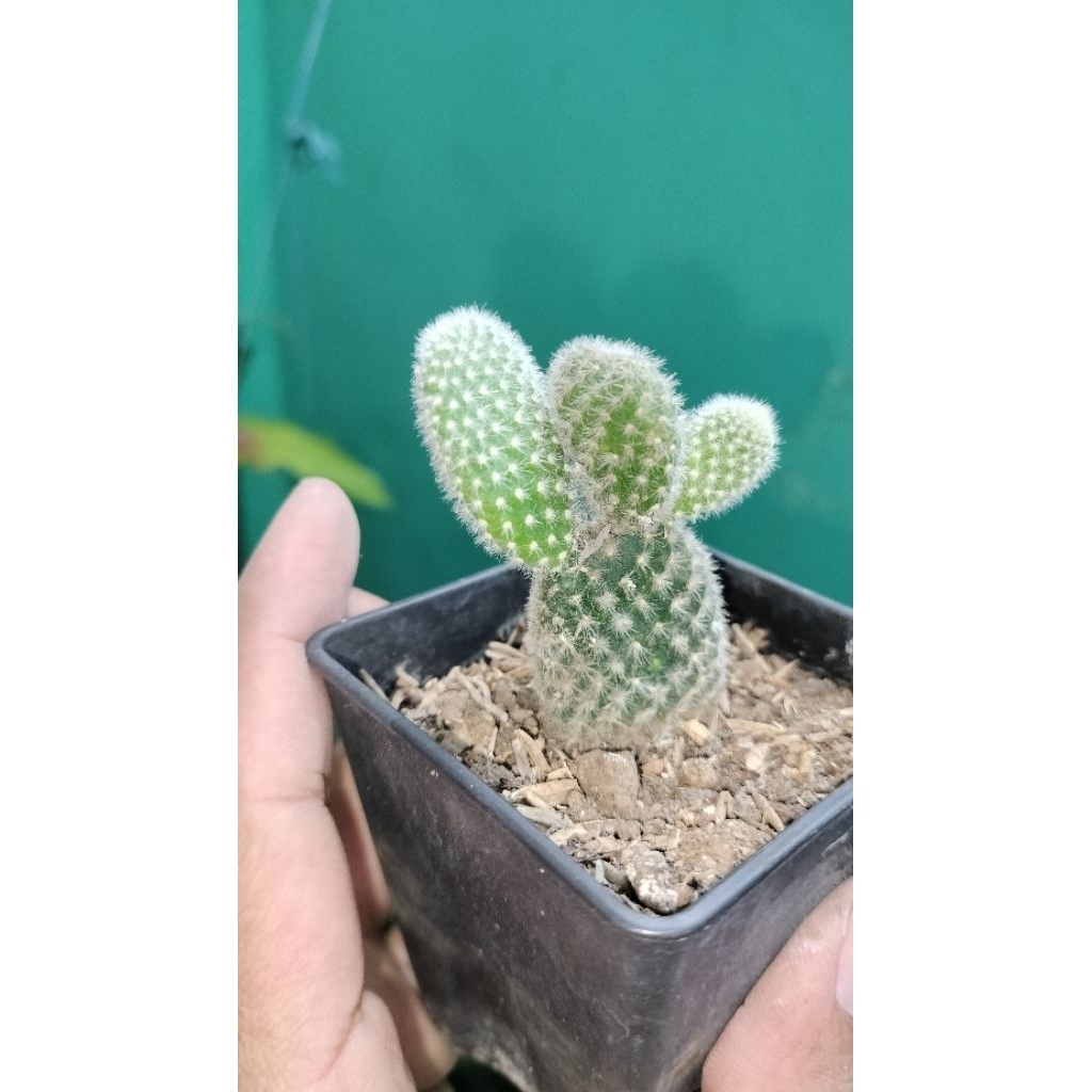 RABBIT EAR CACTUS SMALL | Shopee Philippines
