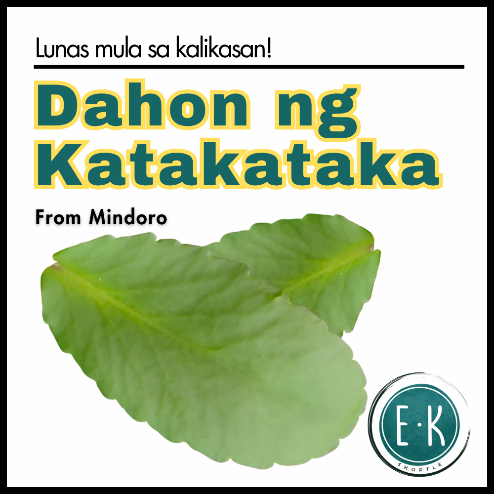 Katakataka Leaves | Dahon ng Katakataka | Kataka-taka | Kataka taka ...
