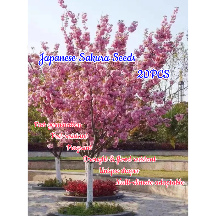 20Seeds/pack Bonsai Japanese Sakura Seeds Sakura Flowering Plants Seeds ...