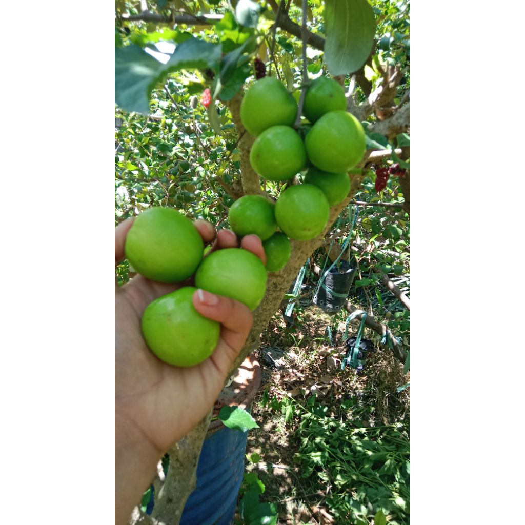 GIANT JUJUBE/ CHINEESE RED DATES Manzanitas ROOTED AND ESTABLISHED ...