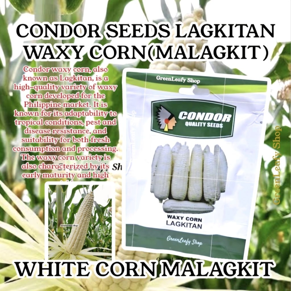 MAIS CONDOR SEEDS WAXY CORN LAGKITAN (Mais Lagkitan) Corn Crop Quality ...