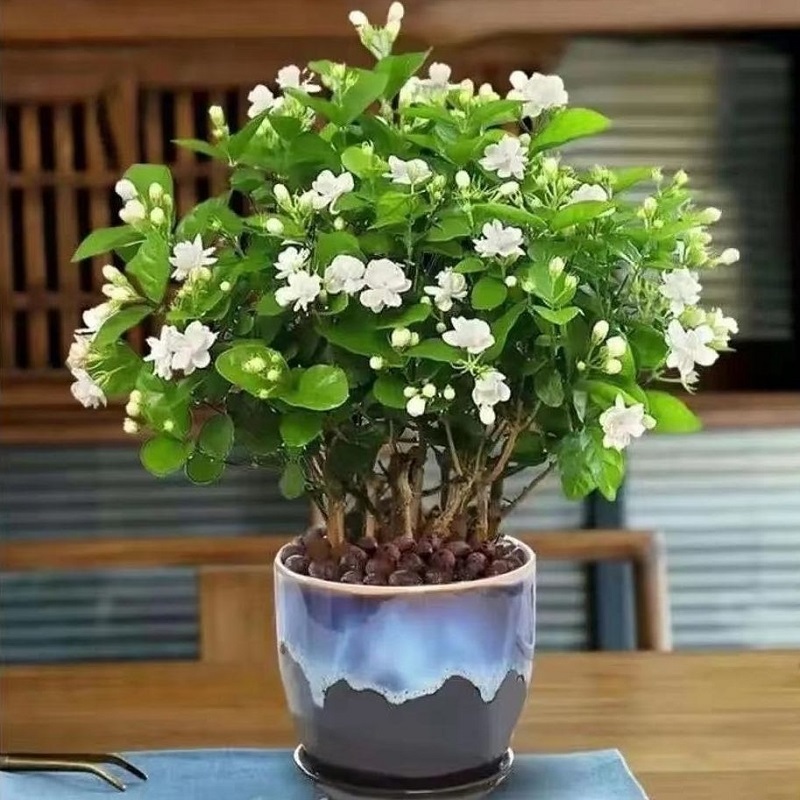 White Jasmine Seeds - (30seeds/pack) Jasmine Plant Seeds Gardenia Cape ...