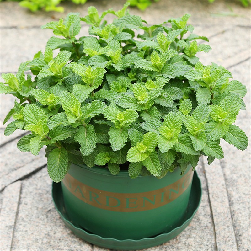 Peppermint Seeds-(100seeds/pack) Potted Edible Mint Herbs Seeds/Mint - Spearmint Premium Herbs ...