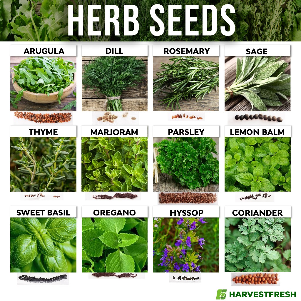 Herbs & Vegetable Seeds Basil Sage Rosemary Thyme Oregano Arugula ...