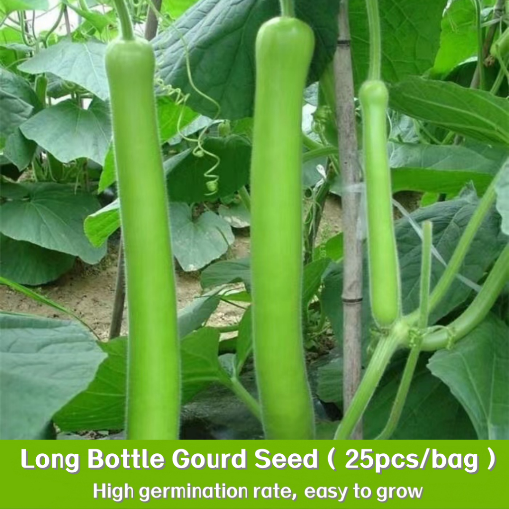 Long Bottle Gourd -(25Seeds ) Giant Long Variety Loofah Sponge Gourd ...