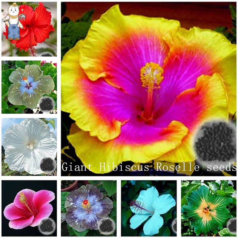 Flower plants Giant Hibiscus Roselle 20seeds Easy to grow with a high germination rate | Shopee ...
