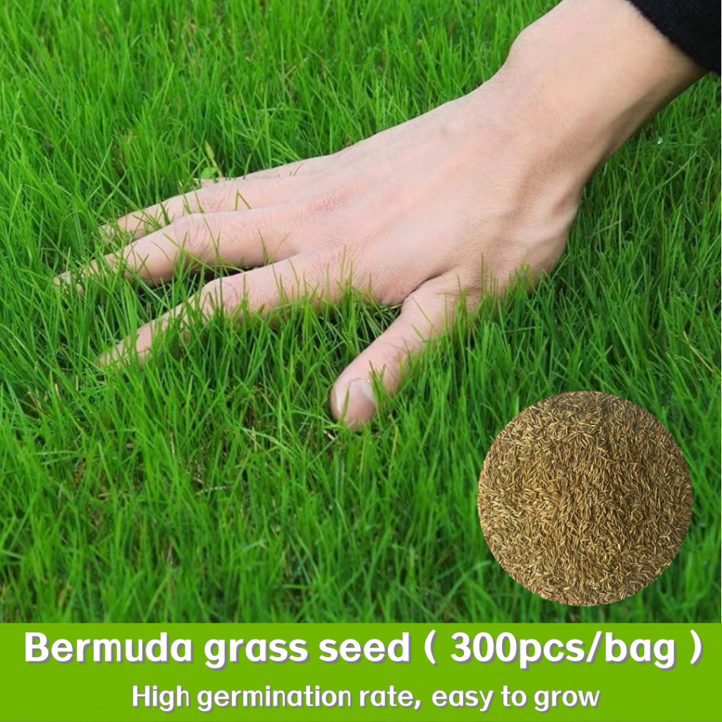 BERMUDA GRASS SEEDS（2000seeds）Biji Benih Rumput Bermuda - Lawn Grass ...