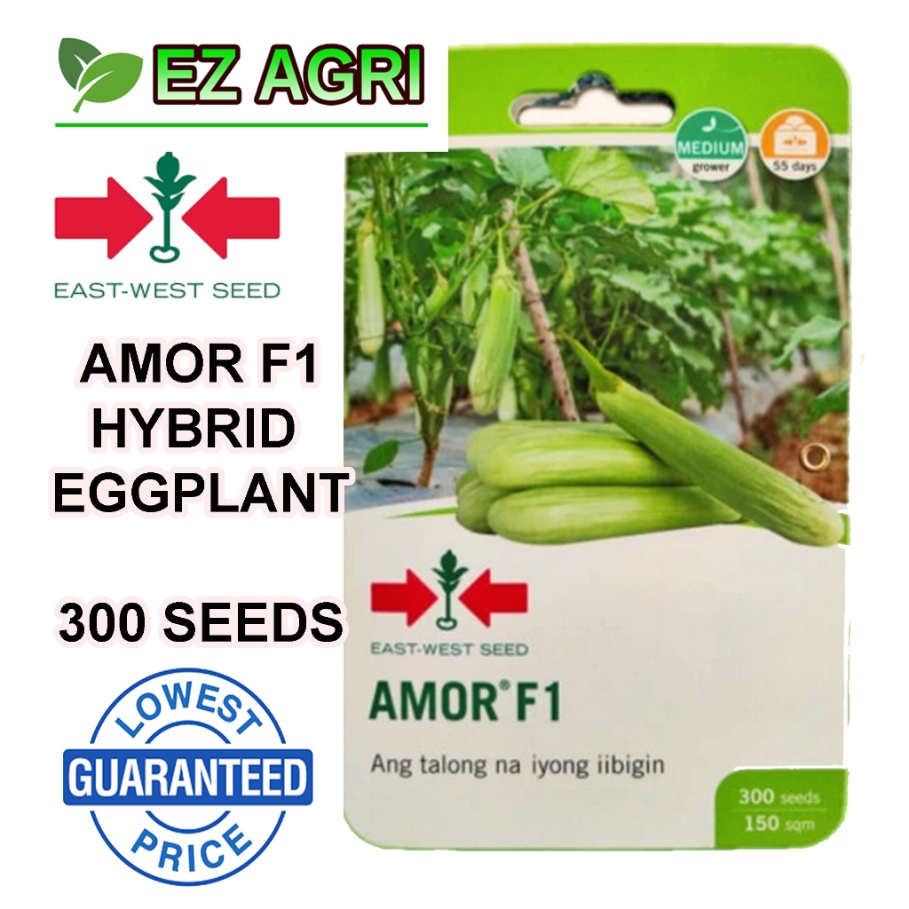 EZ EAST WEST TALONG HYBRID F1 ORIGINAL AMOR F1 HYBRID 300 SEEDS ...