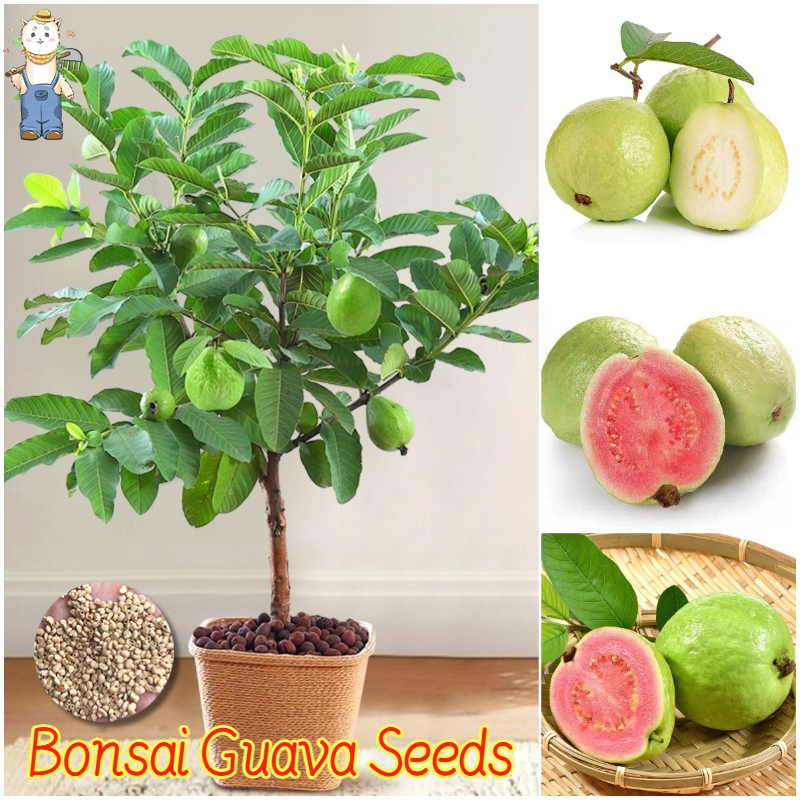 (30seeds/pack) Bonsai Guava Seeds for Planting Vegetable Plants-Fresh ...