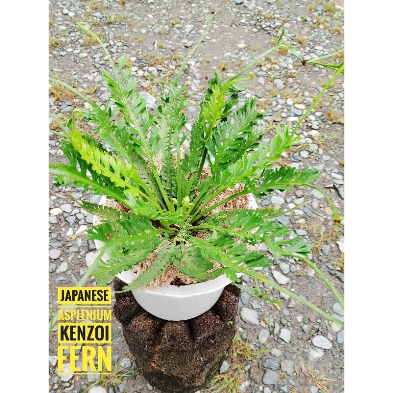 RARE JAPANESE ASPLENIUM KENZOI FERN | Shopee Philippines
