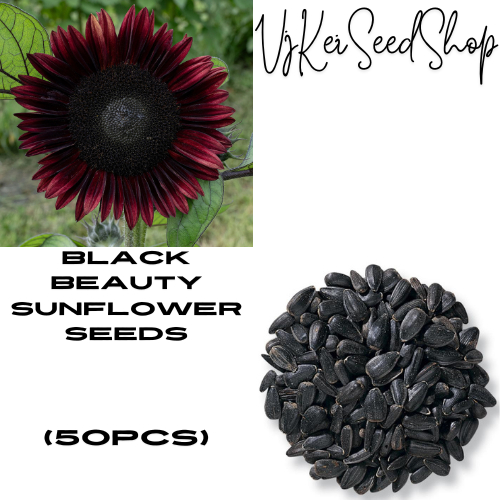 Sunflower "Black Beauty" Seeds (50pcs) | Shopee Philippines