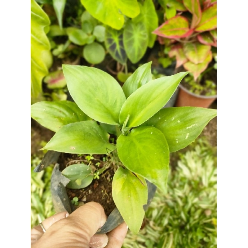 Dwarf Sensation (live plant) | Shopee Philippines