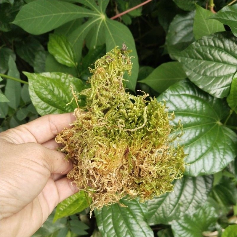 green spagnum moss dry| moss |peat moss | Shopee Philippines
