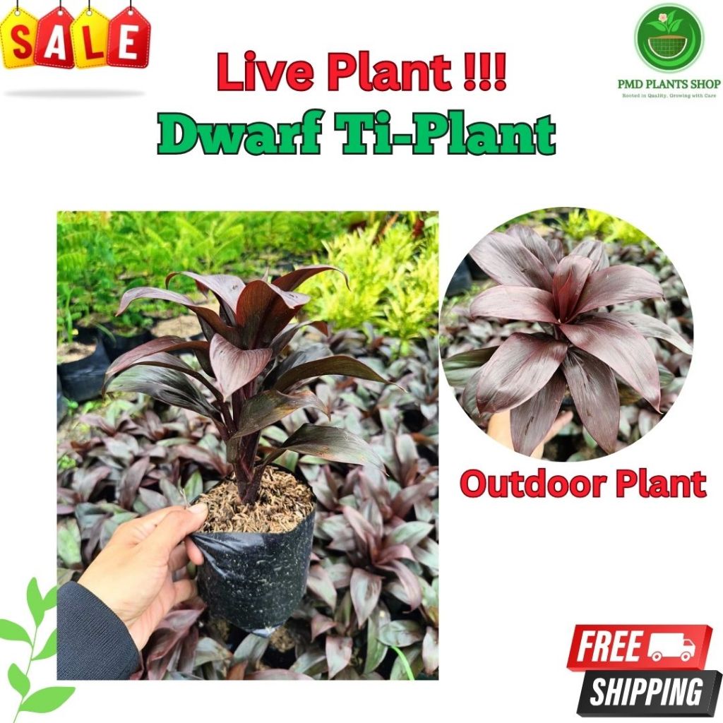 Dwarf Ti-plant (Cordyline fruticosa) Outdoor I known as the "Dwarf ...