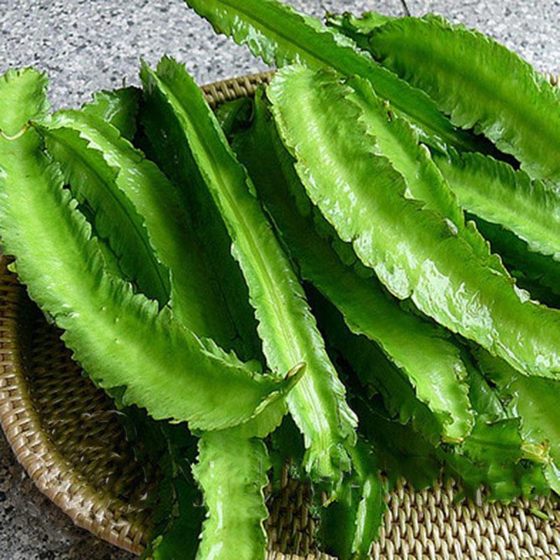 Winged Bean/ Sigarilyas Seeds- ( 5 Seeds ) Vegetable Seeds high ...