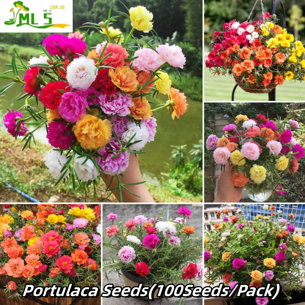 Mixed Portulaca Seeds(100Seeds/Pack)/Moss Rose Flower Seeds for ...