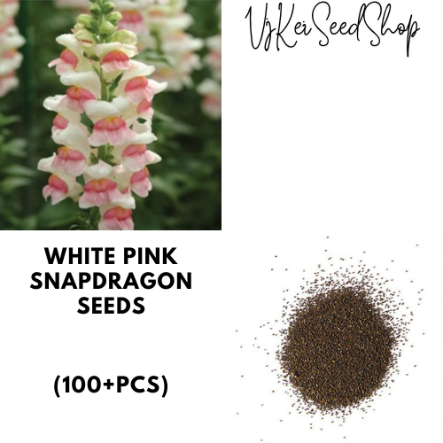 Snapdragon White Pink Seeds (approx: 100pcs) | Shopee Philippines