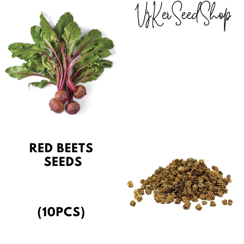 Red Beets Seeds (10pcs) | Shopee Philippines