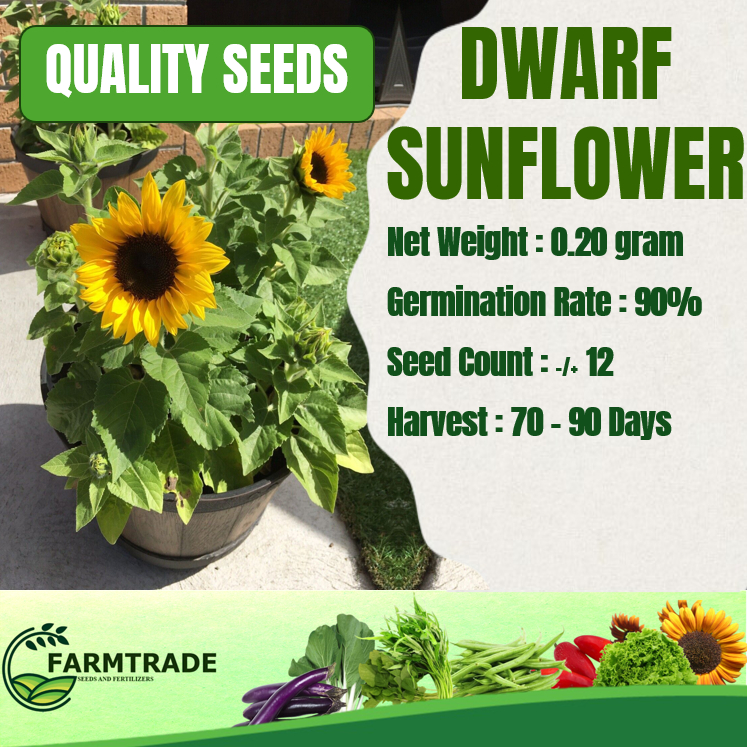 Dwarf Sunflower (12 seeds) | Shopee Philippines
