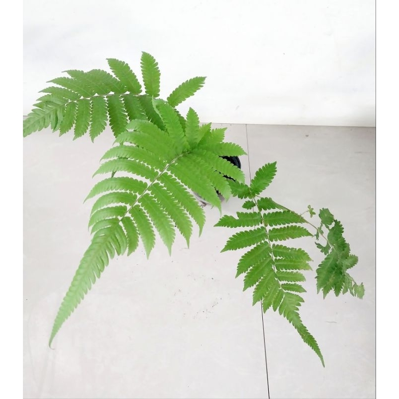 Christella sp fern ( soft fern / christella dentata ) | Shopee Philippines