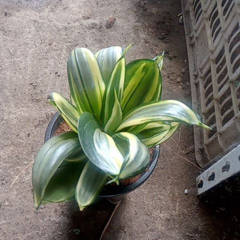 high breed silver cross sunceveria | Shopee Philippines