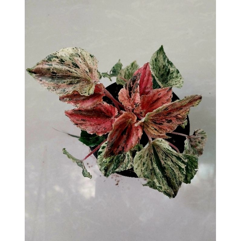 Peperomia Marmorata Pink Lady | Shopee Philippines