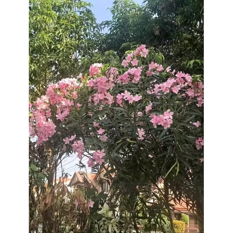 PINK ADELFA FLOWERING PLANTS LIVE ROOTED OUTDOOR PLANT | Shopee Philippines