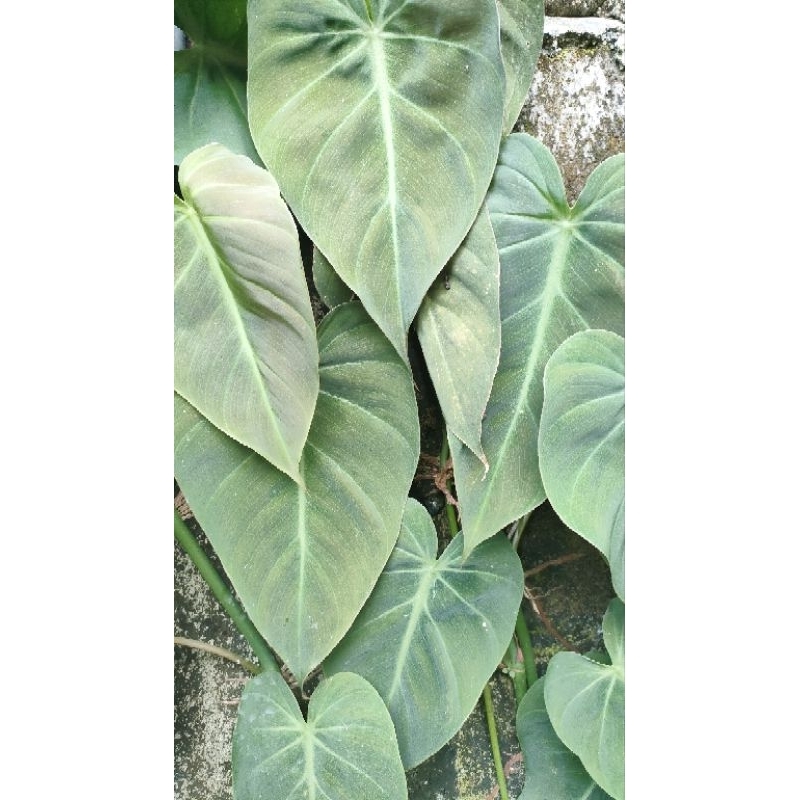 Giant Micans, cuttings only (3 cuttings per order) | Shopee Philippines