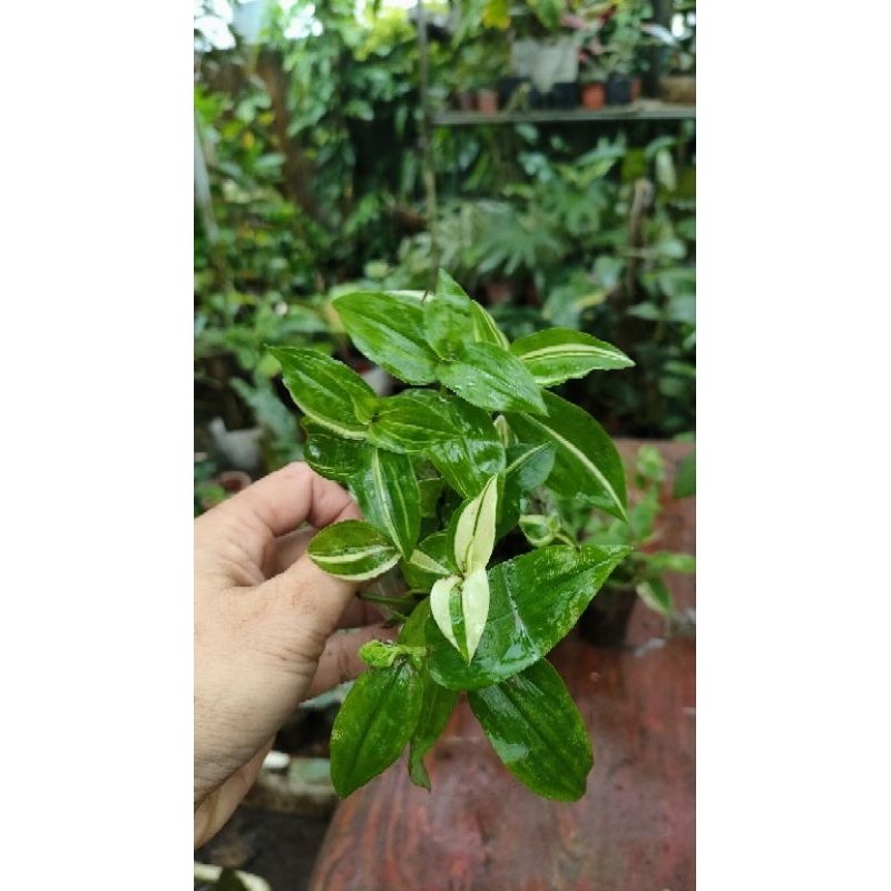 Yew White Tradescantia (live plant) | Shopee Philippines