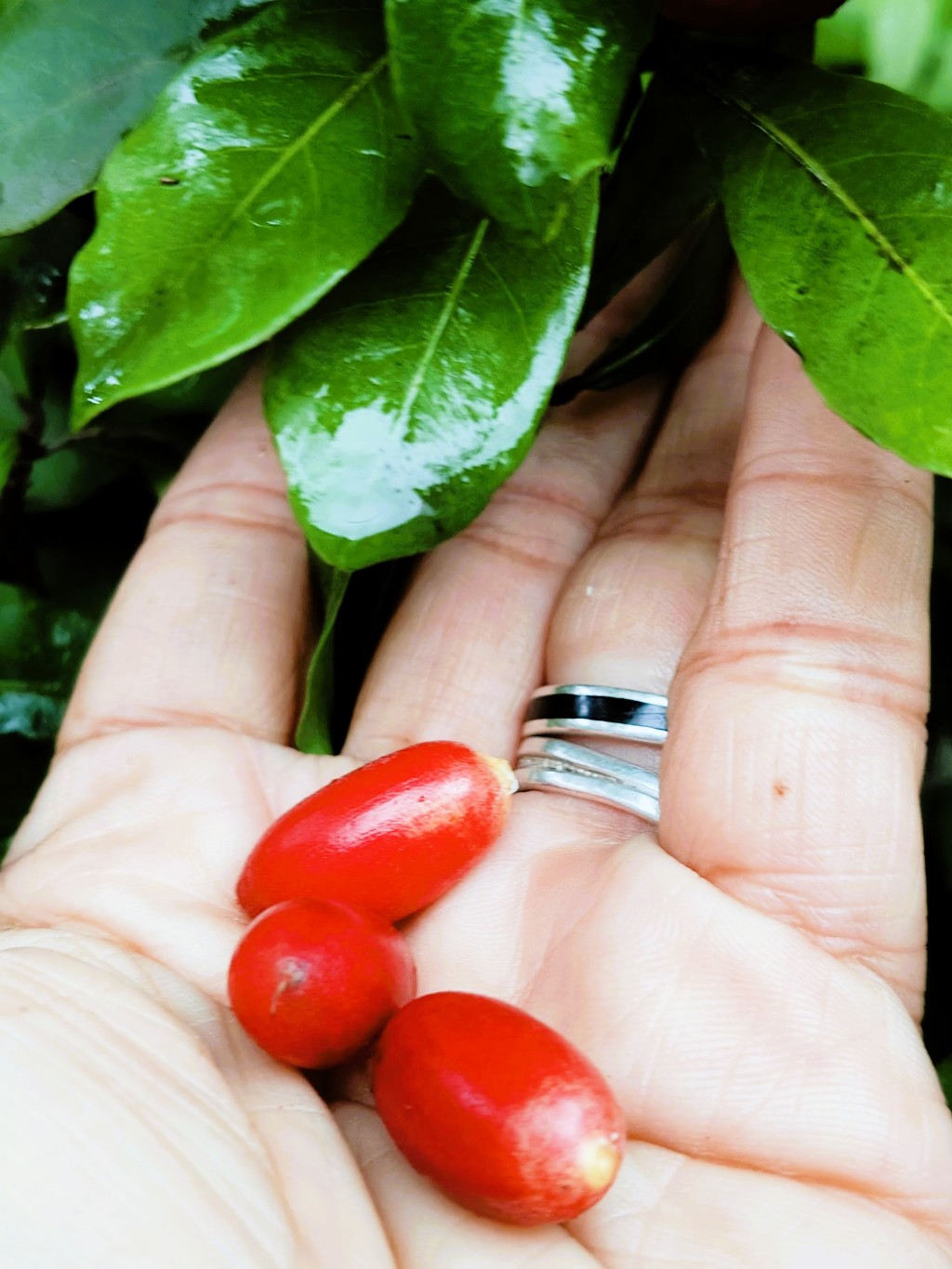 Magic Fruit/Red Miraculin Berries Seedlings big size | Shopee Philippines