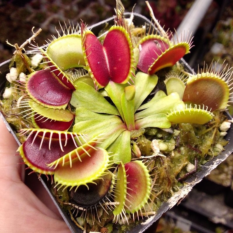 VFT Princess of negros | Shopee Philippines