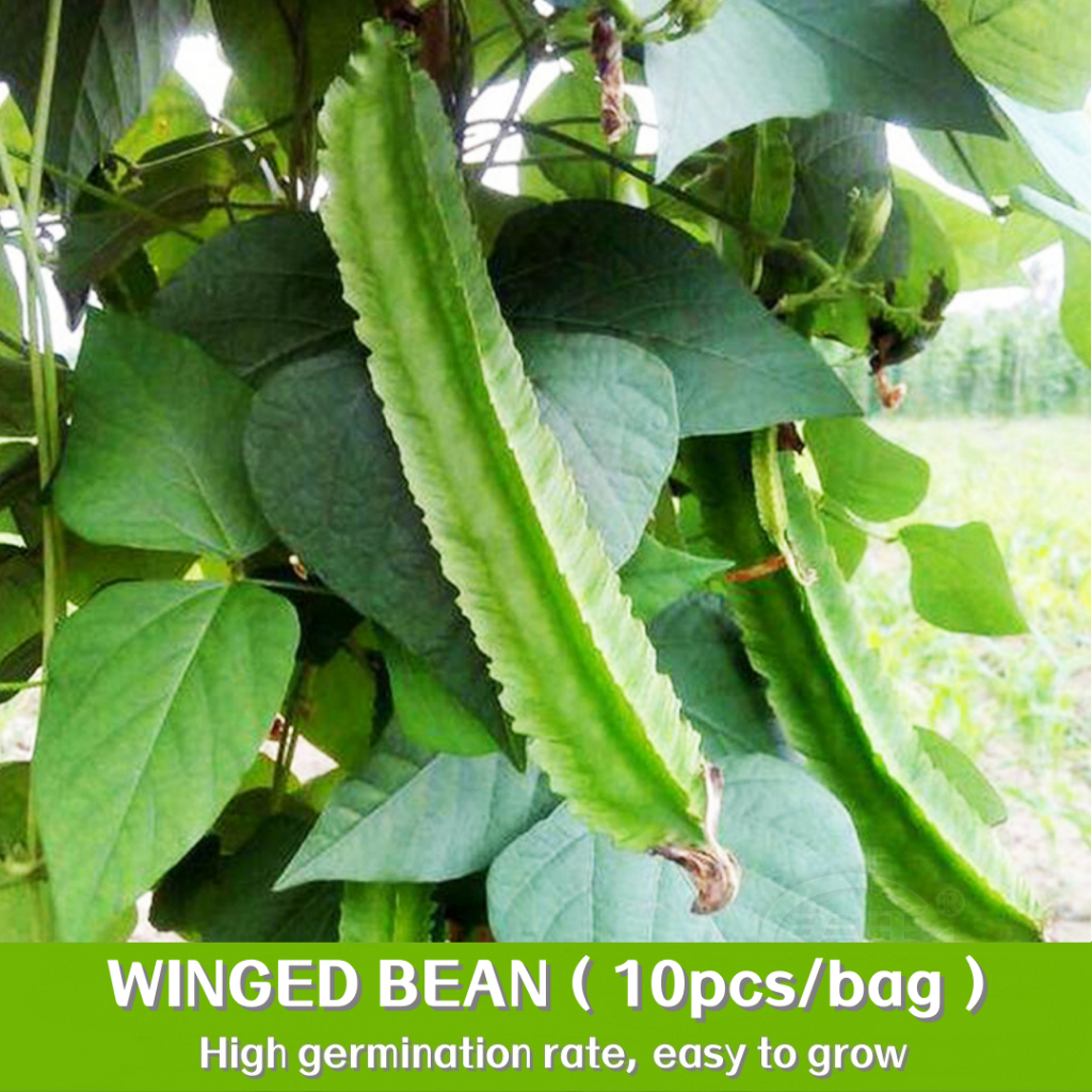 5pcs/bag WINGED BEAN/ SIGARILYAS SEEDS Quadrangle bean seed seedling ...