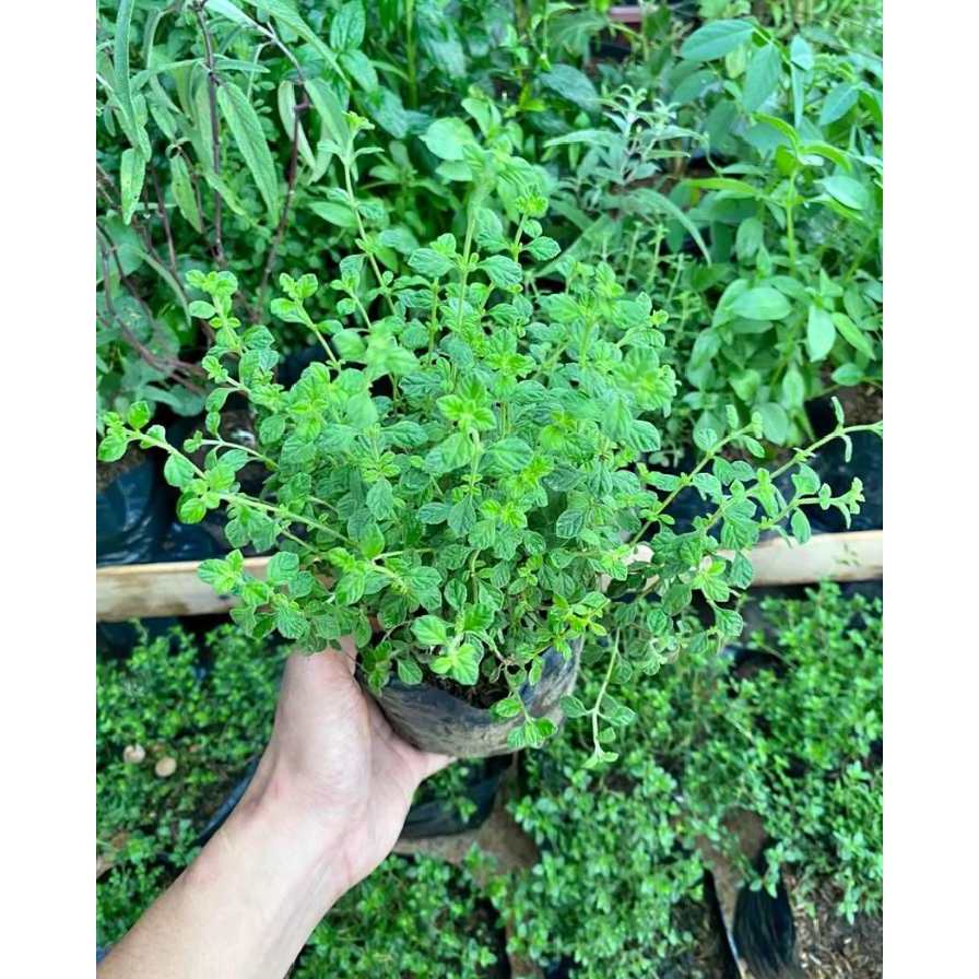 Italian Oregano (Herb Plant) | Shopee Philippines