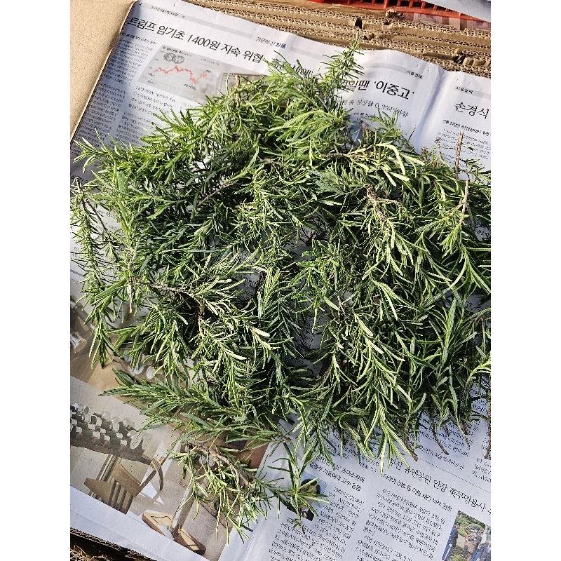 Rosemary Herb Cuttings (per pack) | Shopee Philippines