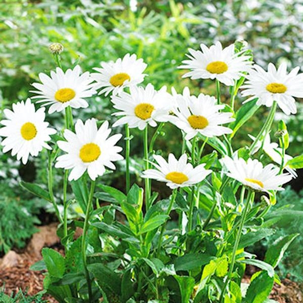 200pcs Daisy Flower Seeds - African Daisy Flowering Plants Seeds Bonsai ...