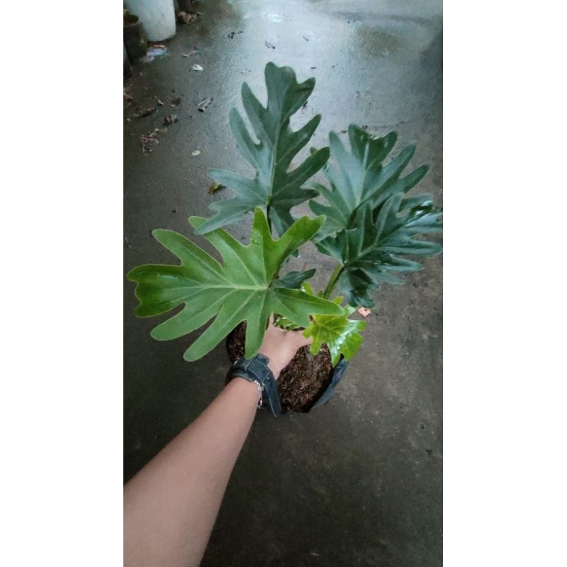 Selloum (live plant) | Shopee Philippines