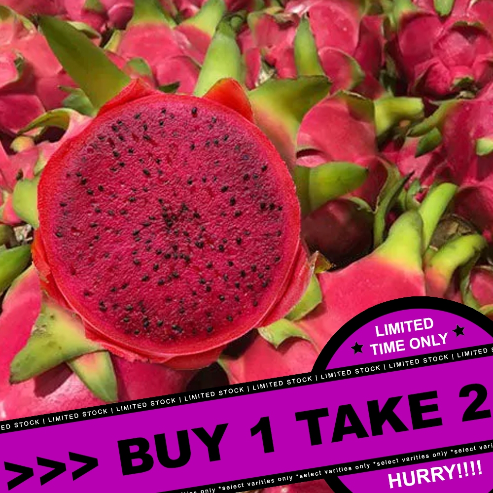 Purple Dragon Fruit - Fruit Seeds Rare Fruit Seeds - Heirloom Fruit ...