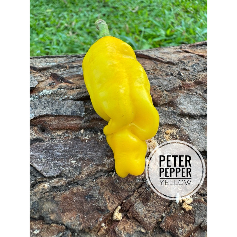 Peter Pepper Yellow Seeds (10 pcs) | Shopee Philippines