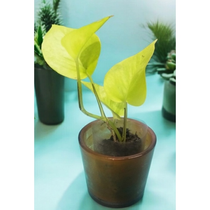 Neon Pothos Money Plant live with established roots | Shopee Philippines