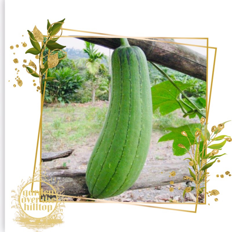 smooth loofah luffa sponge gourd/patola seeds cylindrical spherical ...