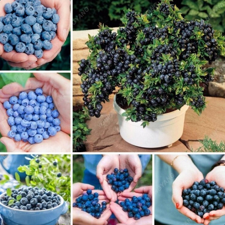 20 Seeds/bag Edible Blueberry Tree Seeds - Blueberry Seeds for Planting ...