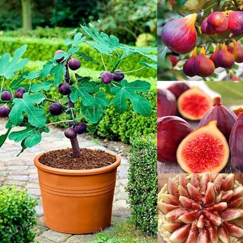 200pcs/bag Bonsai Fig Tree Seeds for Planting Fruit Plants - Tropical ...