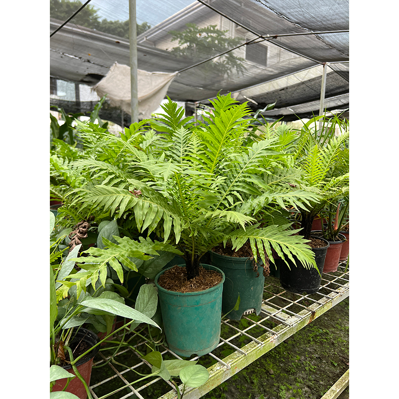 Blechnum Fern Plant with FREE plastic pot and garden soil | Shopee ...