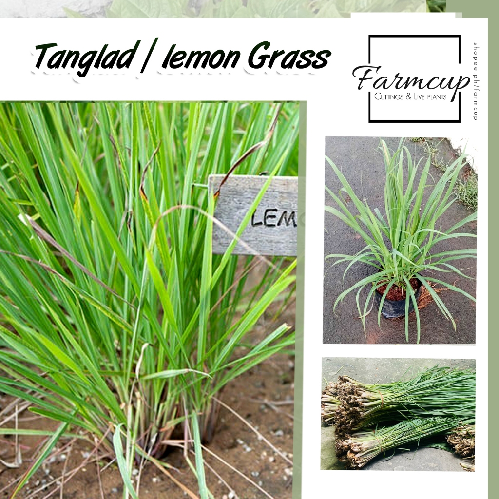 TANGLAD "Lemon Grass"-Leaves, Stalk, Rooted. | Shopee Philippines
