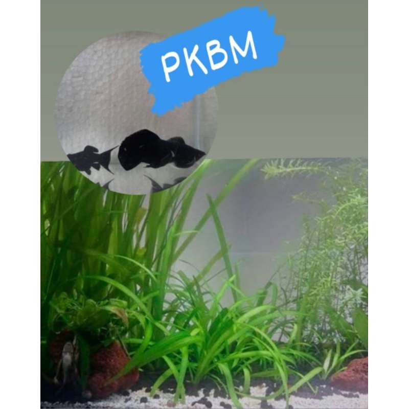 PLANTS BALLOON FOR BKBM .... | Shopee Philippines