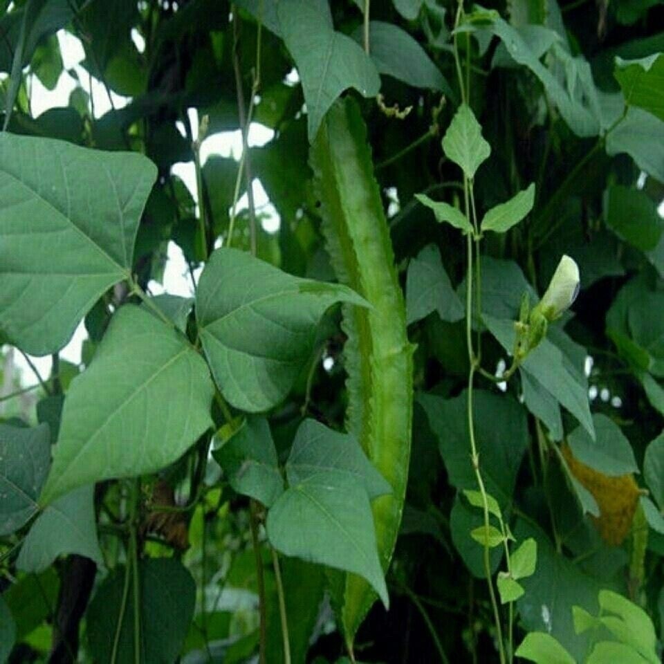 High Yield Winged Bean Seeds for Planting (Fresh 5pcs Seeds) F1 Hybrid ...